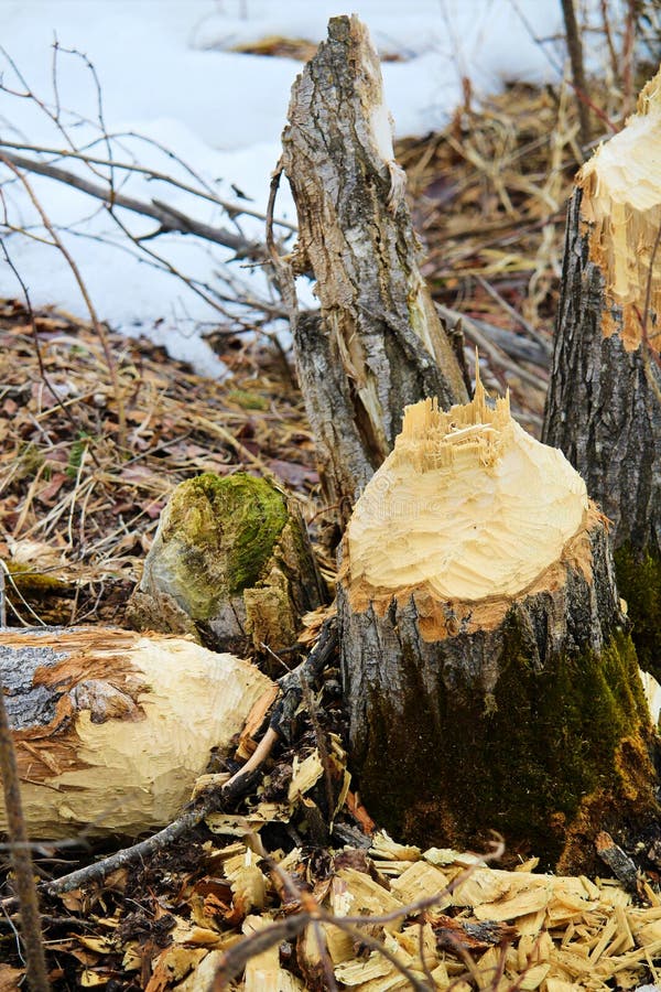 Stump of a Beaver Chewed Tree Stock Photo - Image of pest, calm: 94105074