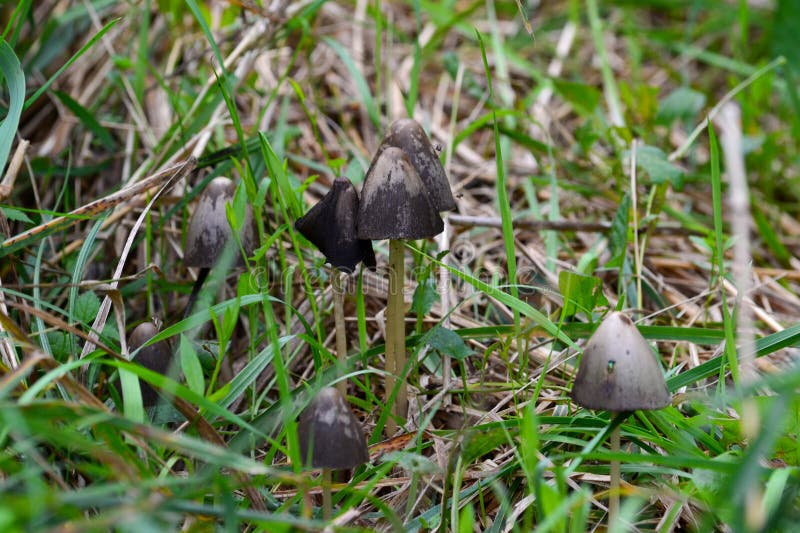 Stump Bell Cap (Mycena Stipata) Stock Image - Image of meadow, nature ...
