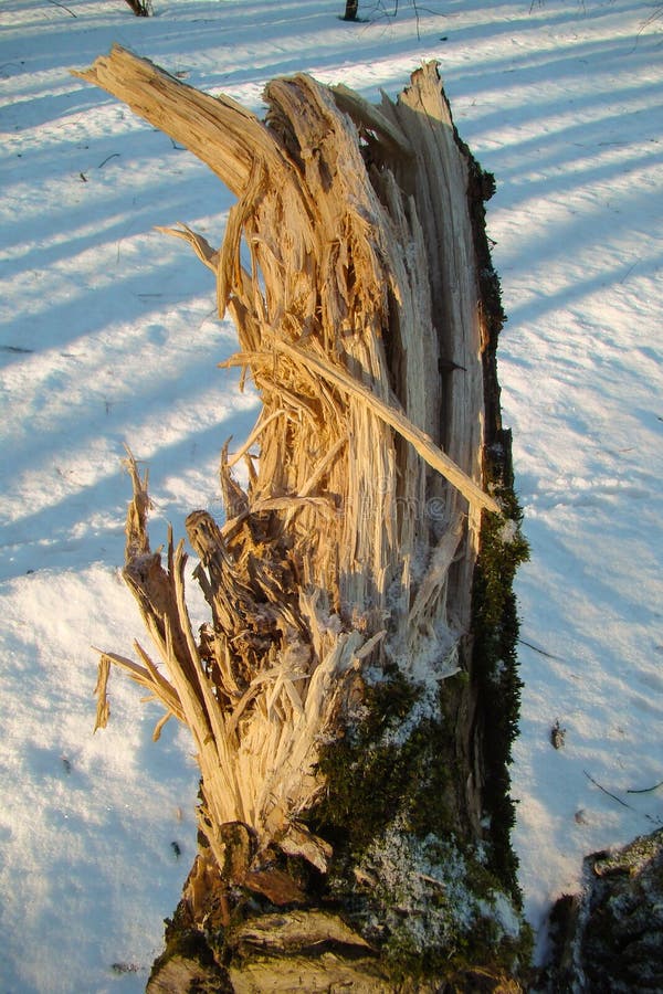 Stump stock photo. Image of hardwood, obsolete, stump - 49544632
