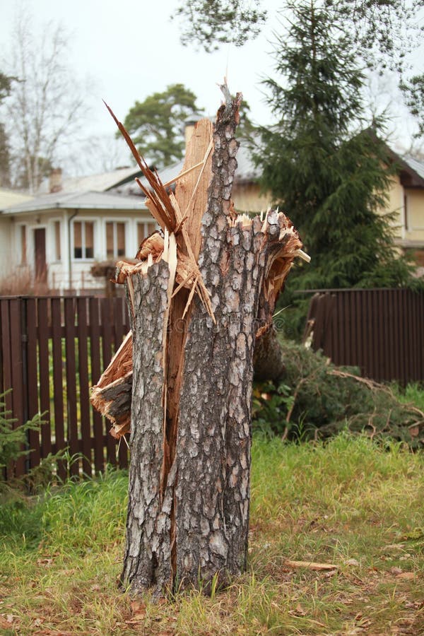 Stump Broken by the Wind Tree Stock Image - Image of nature, tree ...