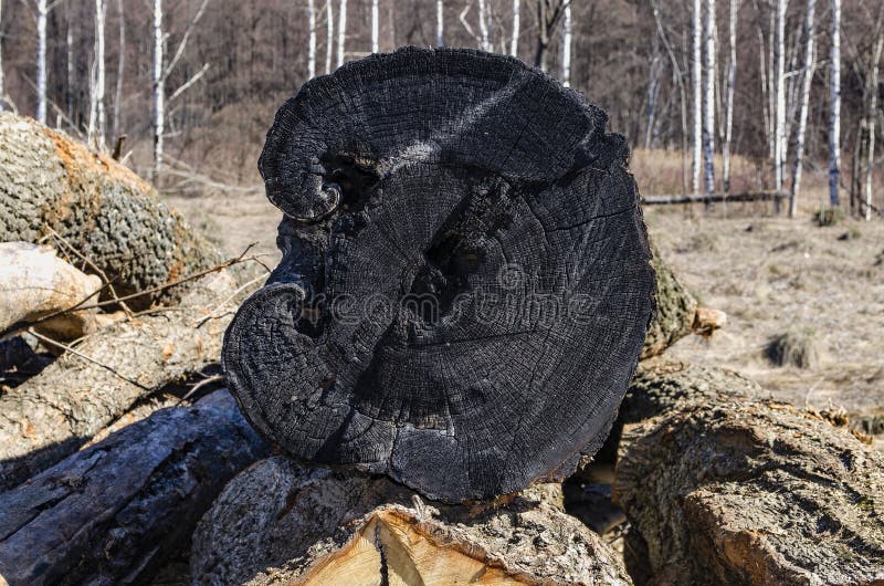 The Stump of the Burned Down Old Cut Tree Stock Photo - Image of ...