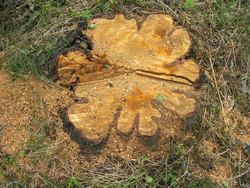 Stump-chamomile stock image. Image of cutting, trunk - 68580379