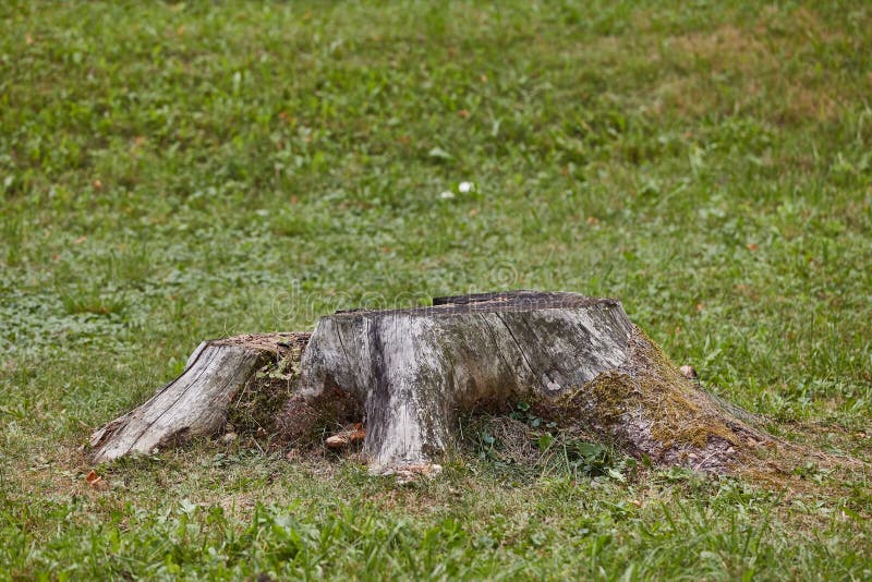 Stump of a chopped tree stock image. Image of rugged - 375089933