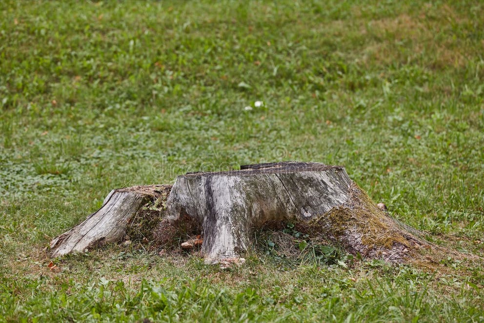 Stump of a chopped tree stock image. Image of rugged - 375089933
