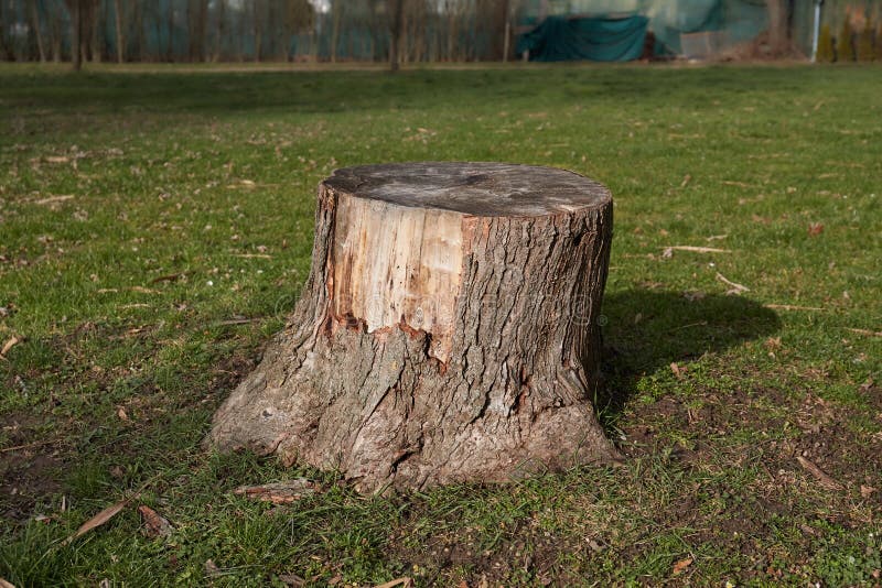 1,310 Old Chopped Tree Stump Photos - Free & Royalty-Free Stock Photos from Dreamstime