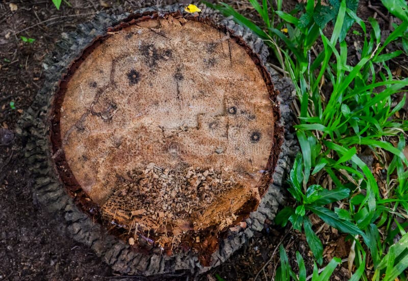 Stump of coconut tree stock image. Image of high, green - 155660001