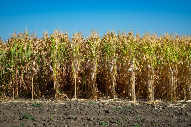 Stump of Corn Full of Grain in the Field Stock Photo - Image of yellow ...