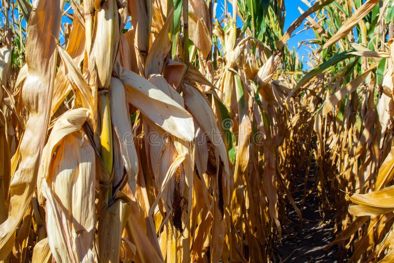 Stump of Corn Full of Grain in the Field Stock Photo - Image of plant ...