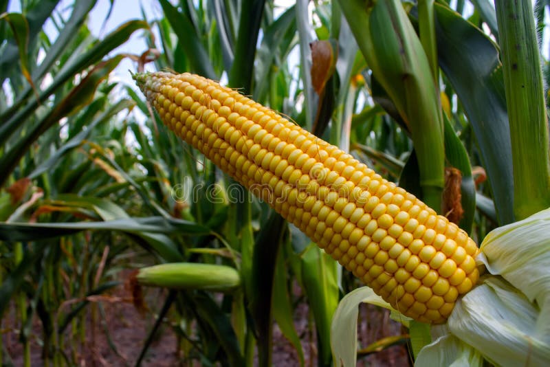 Stump of Corn Full of Grain in the Field Stock Photo - Image of ...