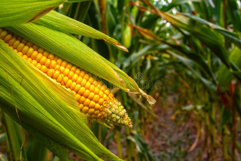 Stump of Corn Full of Grain in the Field Stock Photo - Image of summer ...