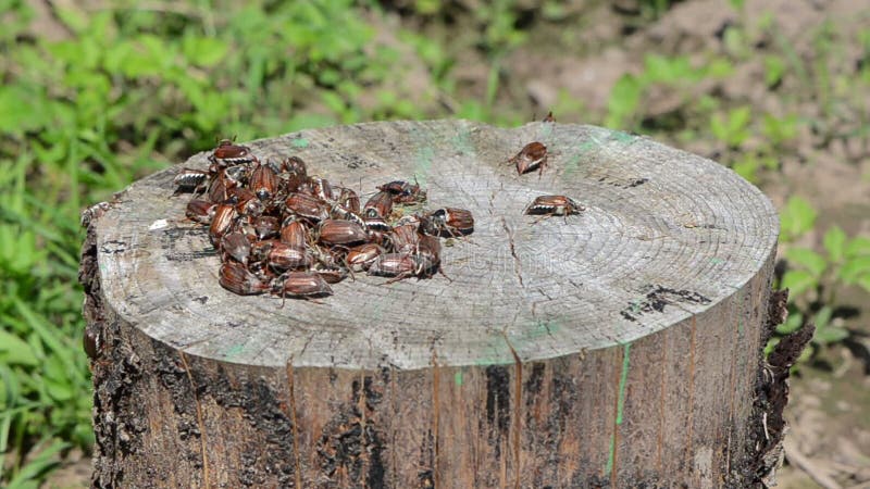Stump crawling pile bugs stock footage. Video of black - 40803520