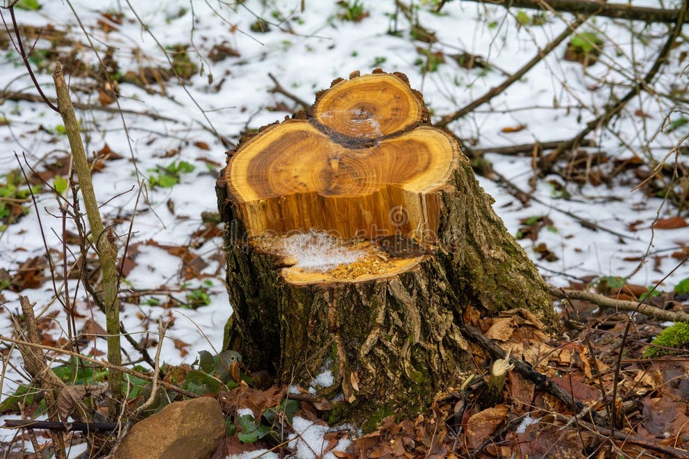 Stump of a cut acacia tree stock photo. Image of fungus - 354998982