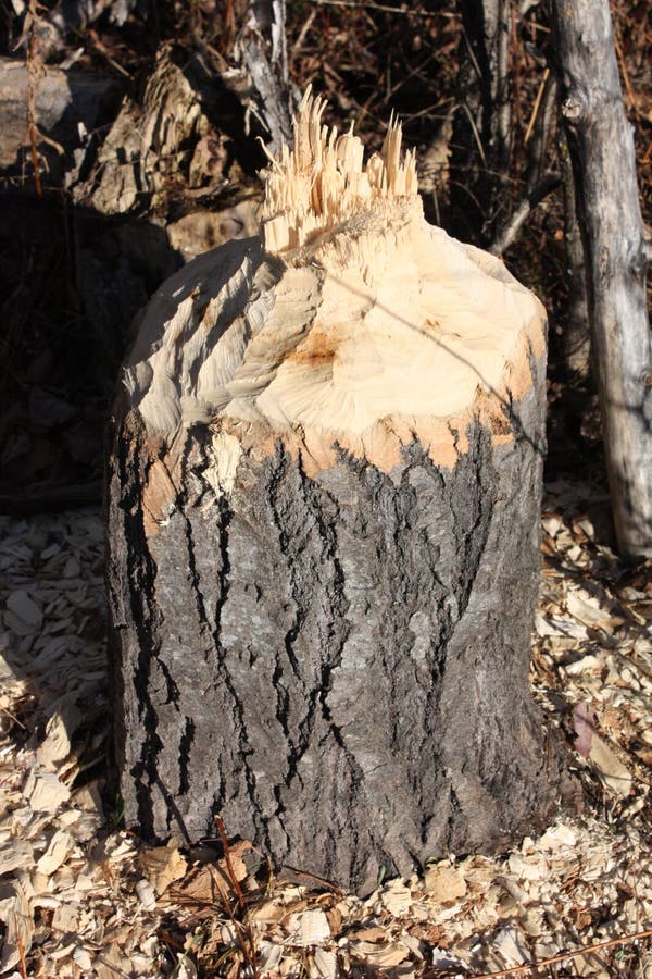 Beaver carnage stock image. Image of chips, nature, sawdust - 999391