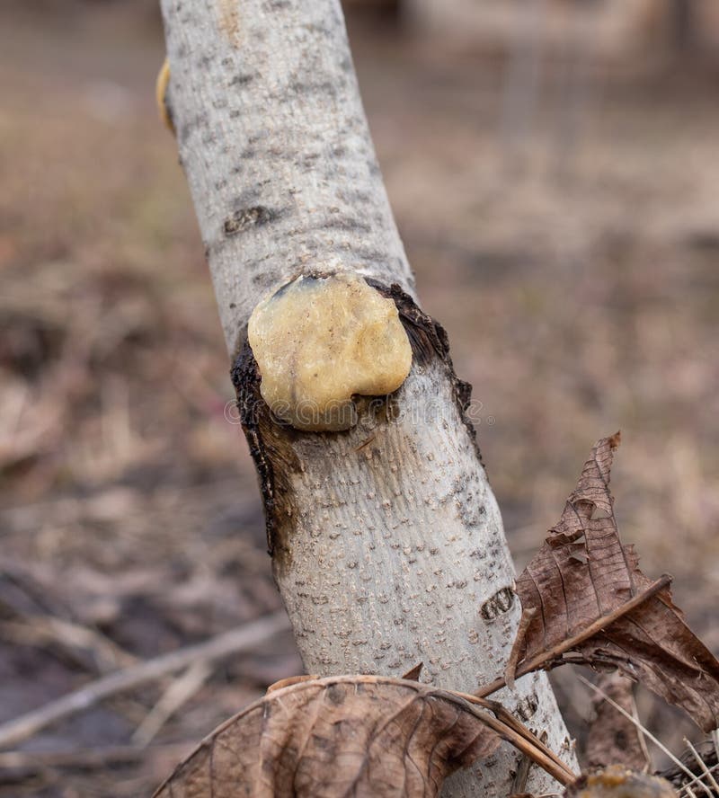 Stump from a Cut Branch on a Tree. Stock Photo - Image of green, trunk ...