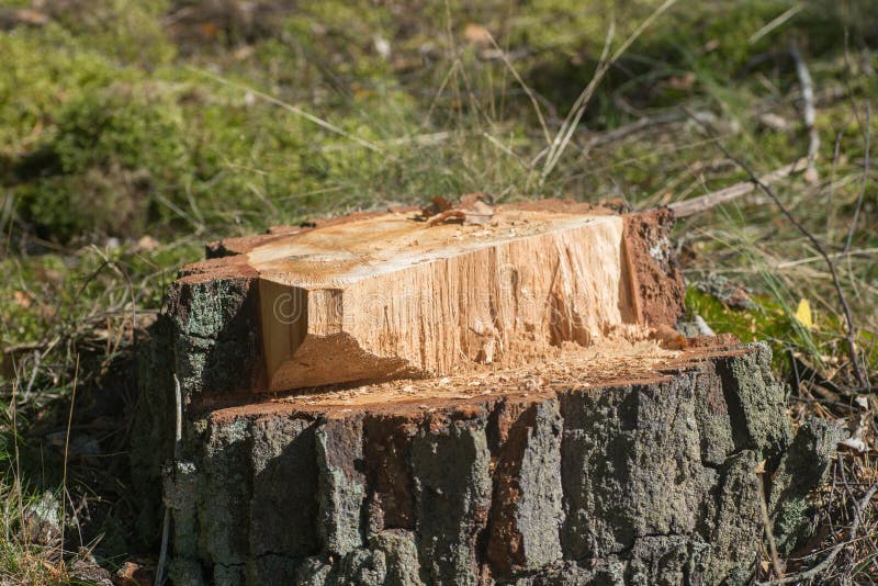 Stump of cut oak tree stock image. Image of hardwood - 126321531