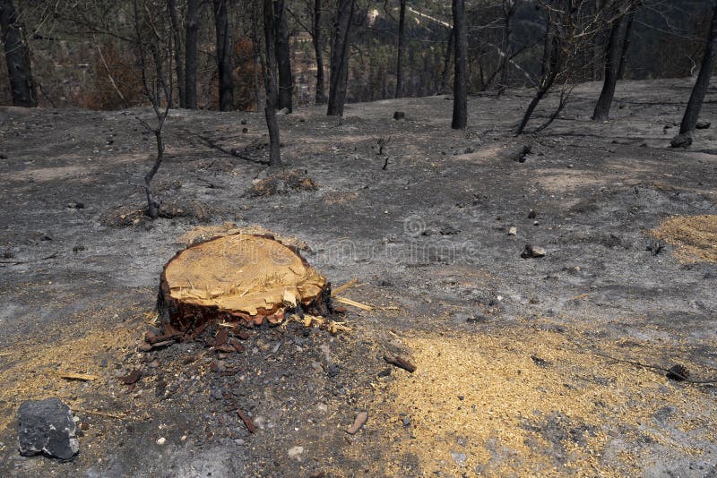 The Stump of a Cut Off Tree after a Wildfire Stock Photo - Image of ...
