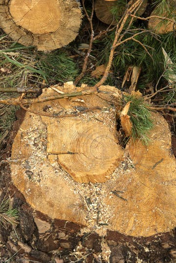 444 Sad Deforestation Stock Photos - Free & Royalty-Free Stock Photos ...