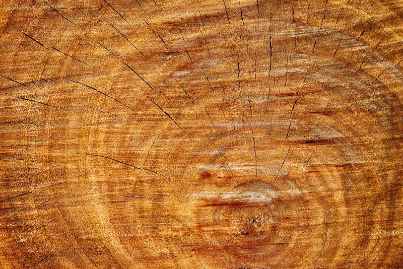 Stump Cut. Texture, Tree Rings Stock Photo - Image of detail, macro ...