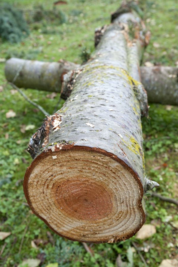 Stump of cut tree stock image. Image of stub, cortex - 21630965