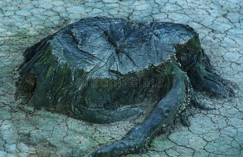 The Stump of a Cut Tree is Left on the Ground Stock Photo - Image of ...