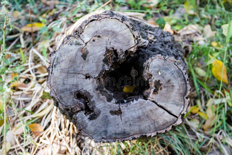 Stump of cut tree stock image. Image of objects, bark - 79706427