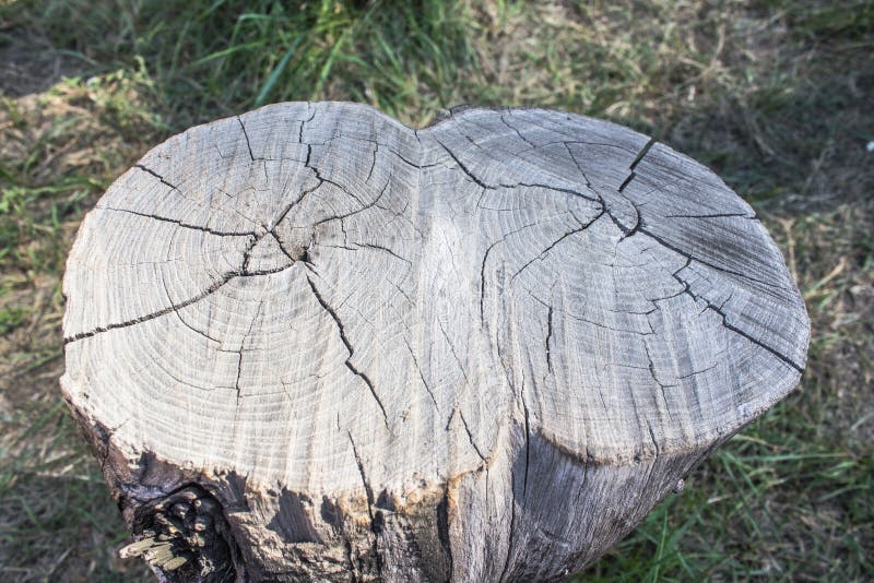 Stump D'un Arbre Avec Un Double Tronc Photo stock - Image du durée ...