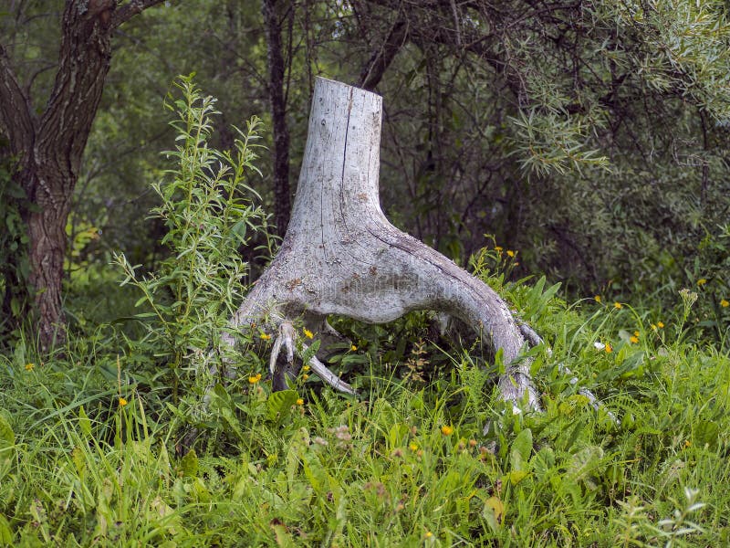 Stump Dead Tree Isolated on White Background. this Has Clipping Path ...