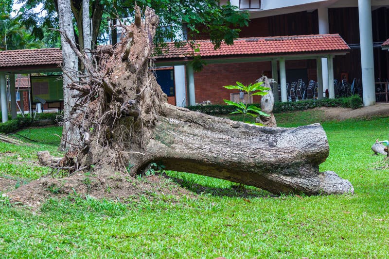 Stump stock image. Image of humanoid, plant, jungle, primary - 35924647