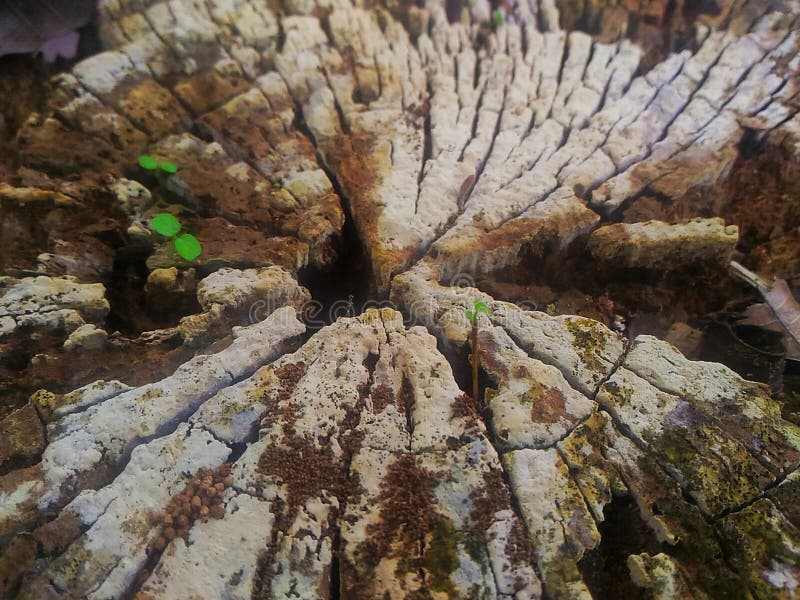 StumpÂ definition stock image. Image of falls, tree, lower - 97520723