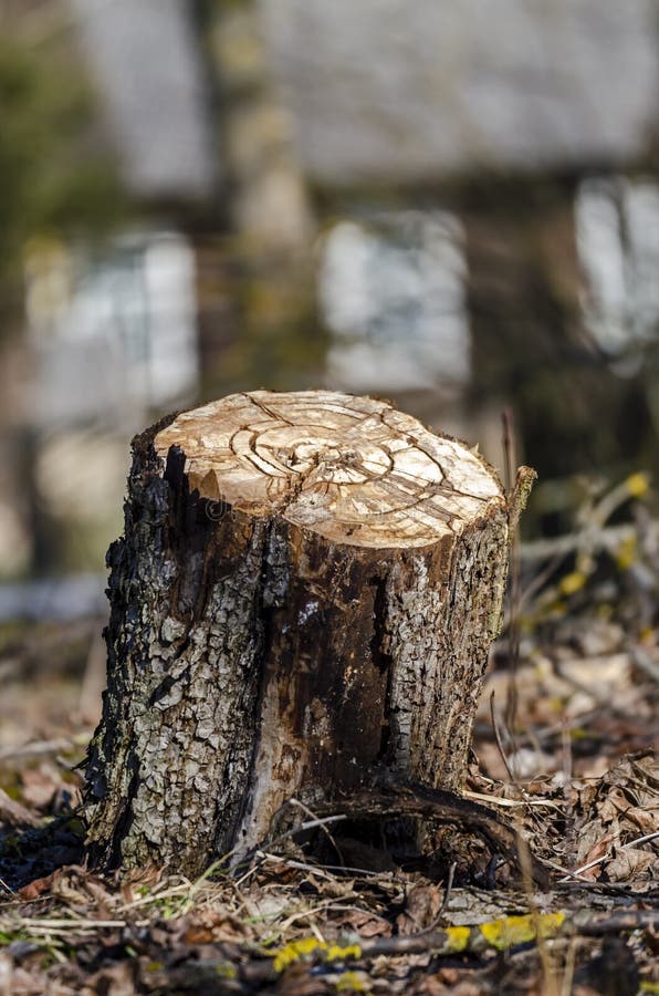 The Stump of an Dried Apple Tree Stock Image - Image of ground, trunk ...