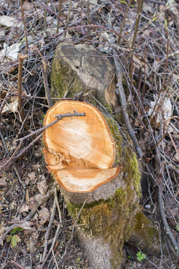 Stump in the dry stock image. Image of brown, stump - 145573659