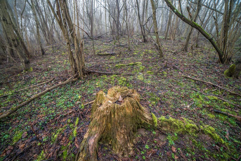 Stump in Early Spring Forest Stock Photo - Image of calm, wood: 175182104