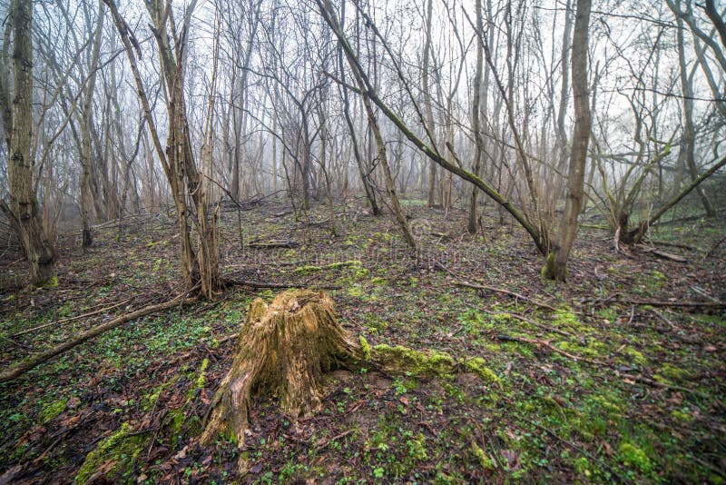 Stump in Early Spring Forest Stock Photo - Image of calm, green: 175182016