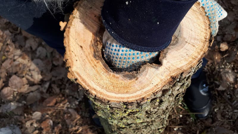 A Stump with an Empty Core. Put Your Hand in the Hollow of the Stump ...