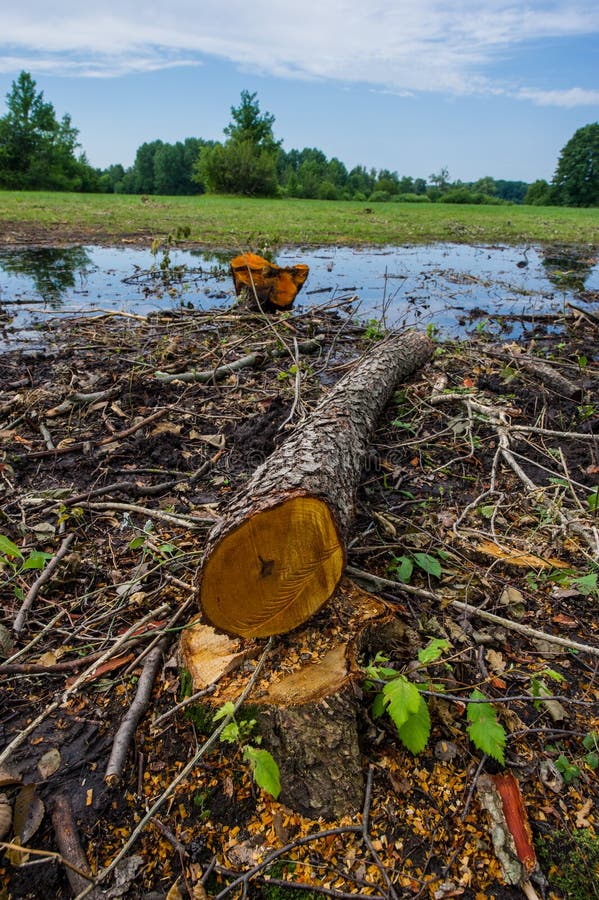 Stump and Fallen Tree Trunk, Illegal Felling of Trees in the for Stock ...
