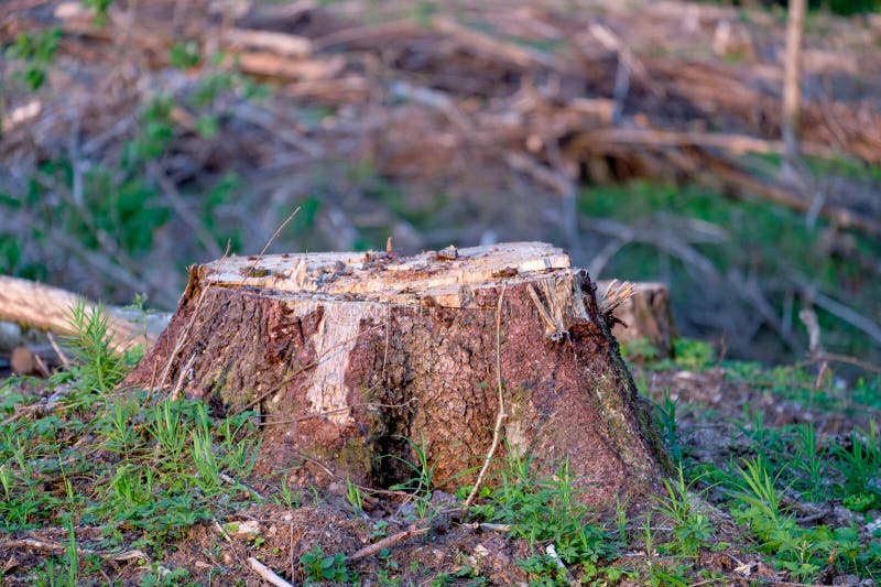 The Stump of a Felled Tree. Logging Stock Photo - Image of nature ...