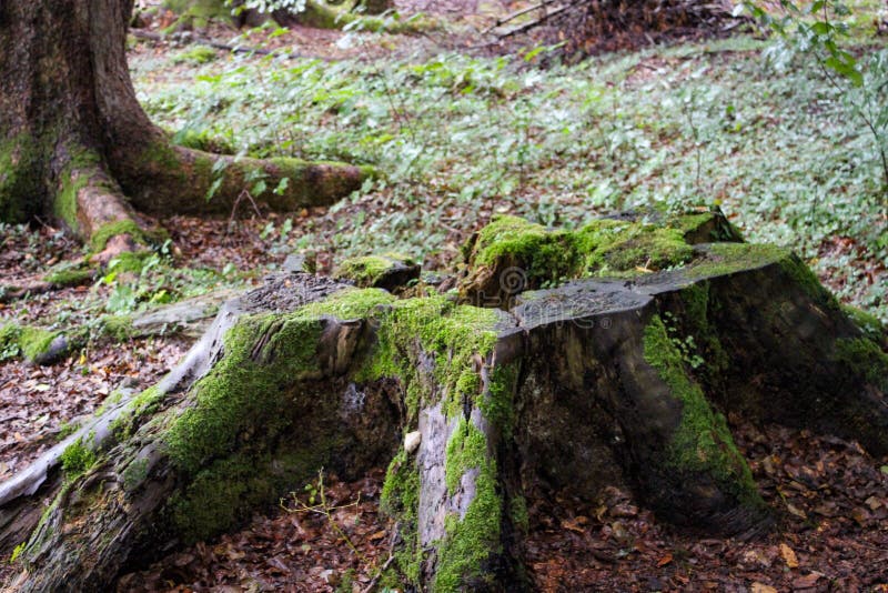 A Stump of a Felled Tree Overgrown with Moss Stock Image - Image of ...