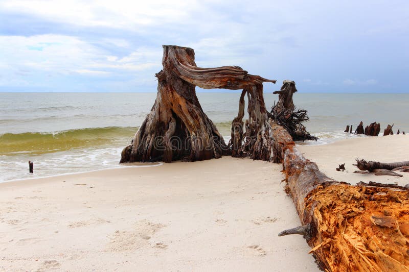 Stump Fields on Cape San Blas, Florida Stock Photo - Image of shore ...