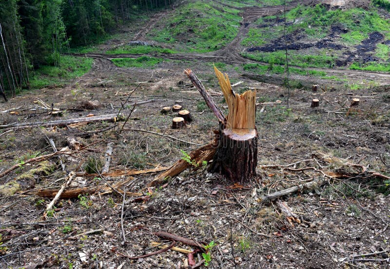 Stump of the Fir Tree after Deforestation Forest. Stumps of a Spruce ... Stump of the Fir Tree after Deforestation Forest. Stumps of a Spruce ...
