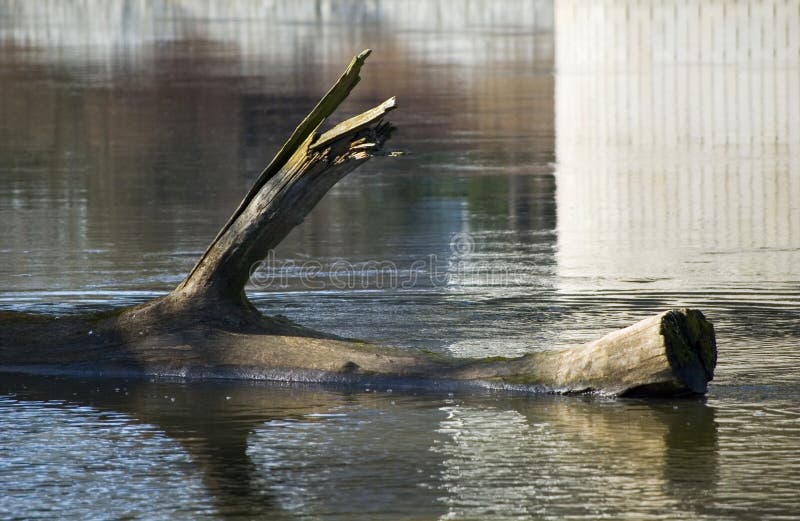 Stump of a Flooded Tree in the River. Stock Image - Image of underwater ...