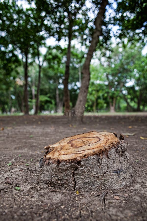 Stump in forest stock image. Image of detail, closeup - 26769319