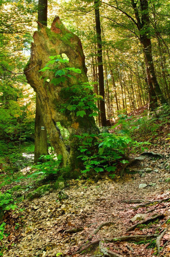 Scrubby Stupm Stock Photos - Free & Royalty-Free Stock Photos from ...