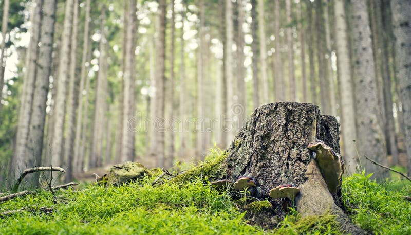 Stump in the forest stock image. Image of stump, trunk - 62382423