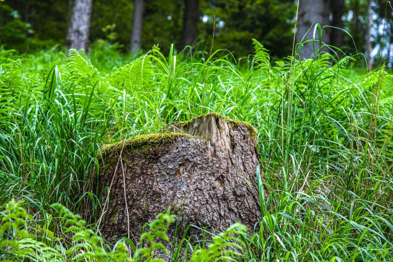 Stump in the forest, stock image. Image of rural, cutting - 225794385