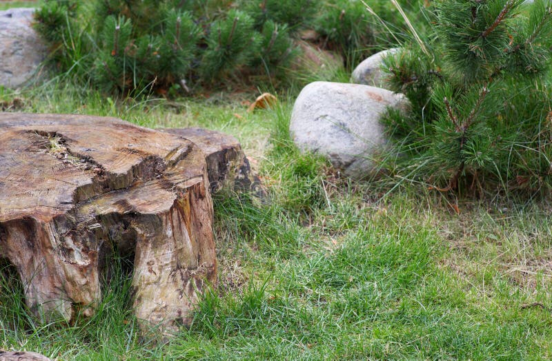 Stump in the forest stock photo. Image of nature, forest - 136810674