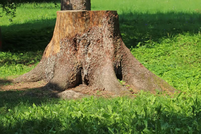 Stump in the Forest on a Sunny Day Stock Photo - Image of brown ...