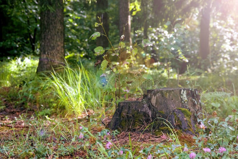 Stump in the Forest on a Sunny Glade Stock Image - Image of magic ...
