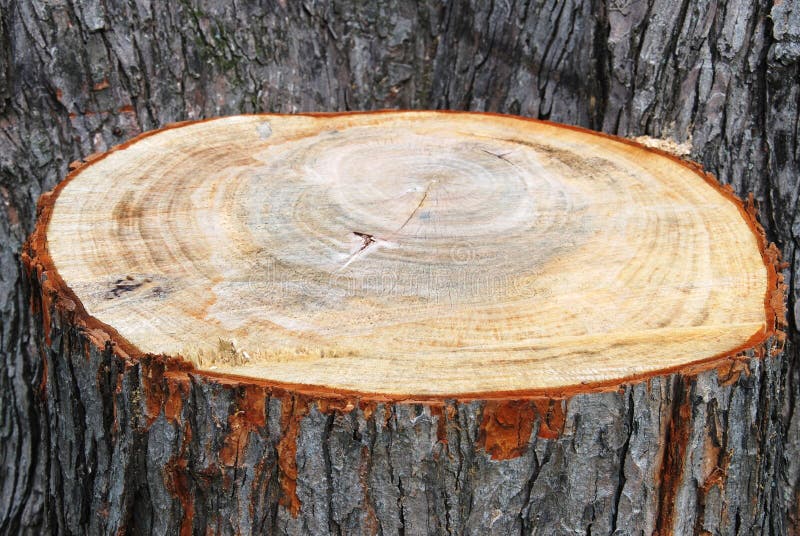 Stump of a Freshly Cut Tree Stock Image - Image of fresh, nature: 21255313