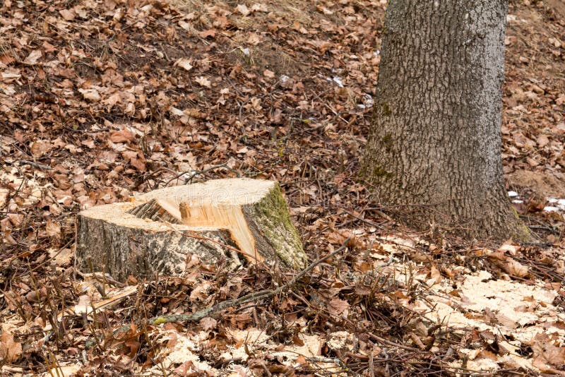 Stump of freshly cut tree stock image. Image of wooden - 86028123
