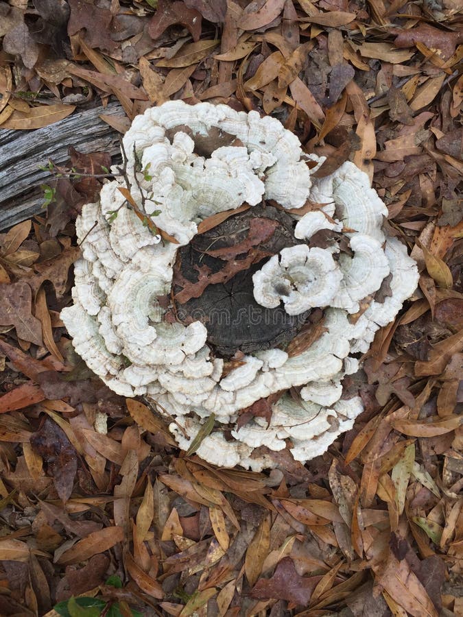Stump of Fungi stock photo. Image of source, stump, small - 69961800